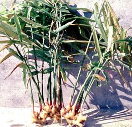 Craigslist freebie of the day: Bug-friendly tree