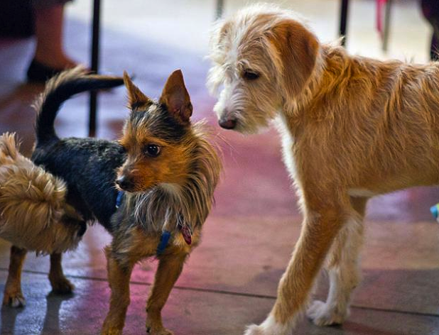 Occupy ball treat: A dog show for the 99% of pooches