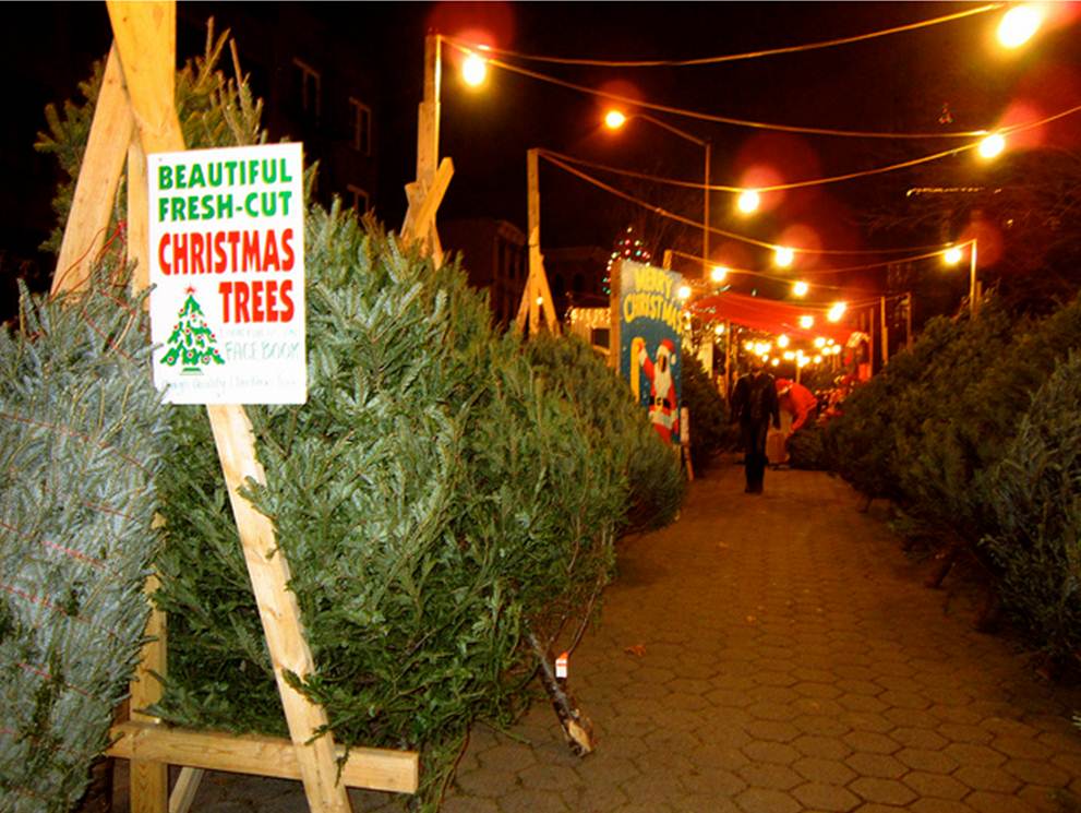 It was bound to happen: organic Christmas trees