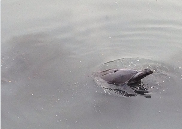 Gowanus Canal innocent of murder in Gowanus dolphin case