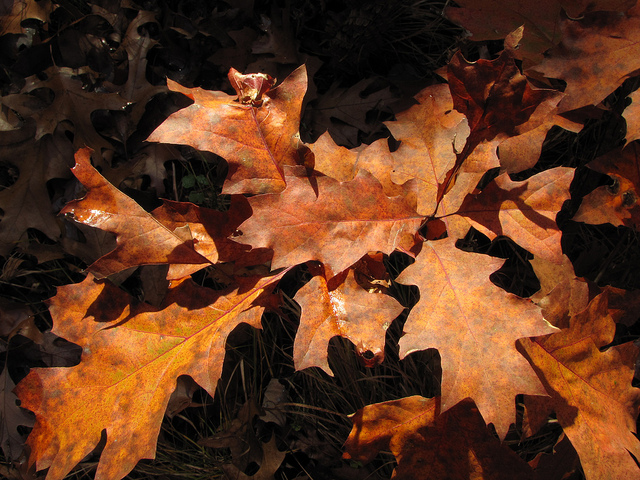 Halloween music, cold rain and more: 18 reasons why fall sucks