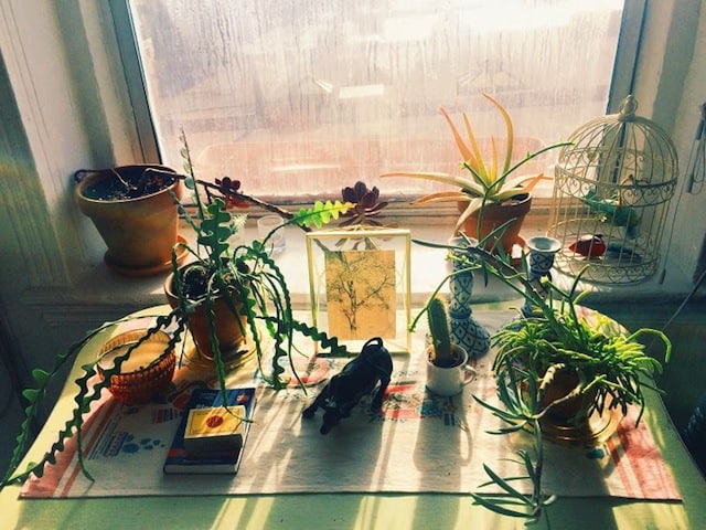 6 plants that can easily turn your apartment into a green oasis