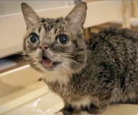 The 20 best cheap things to do this weekend, cat video edition - Brokelyn